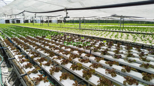 ไฮโดรโปนิกส์ (Hydroponics) - forfarm.co ไฮโดรโปนิกส์ (Hydroponics) - forfarm.co
